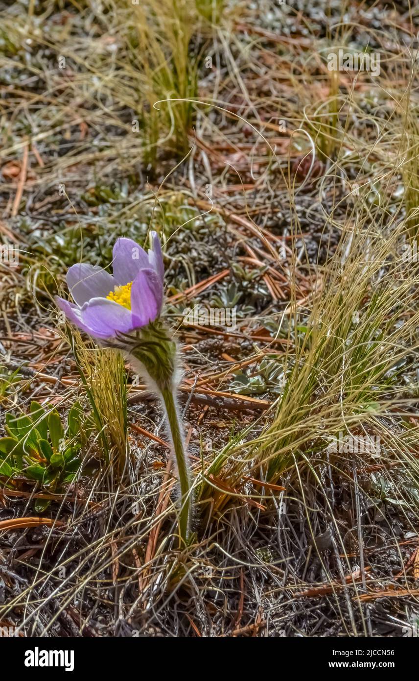 Flowering Crocuses in the spring on a snow-covered mountain.Pikes Peak ...