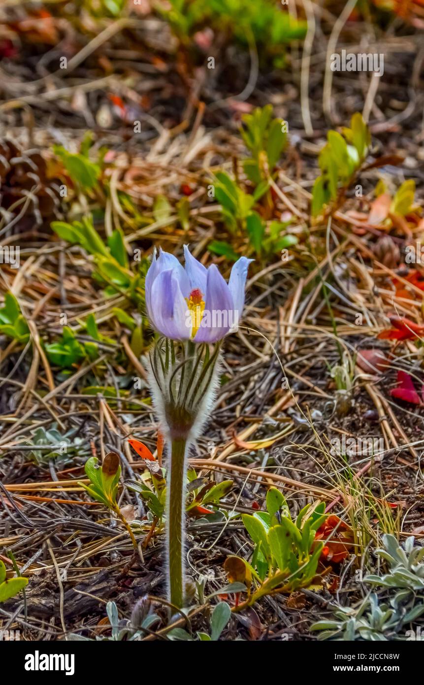 Flowering Crocuses in the spring on a snow-covered mountain. Pikes Peak ...