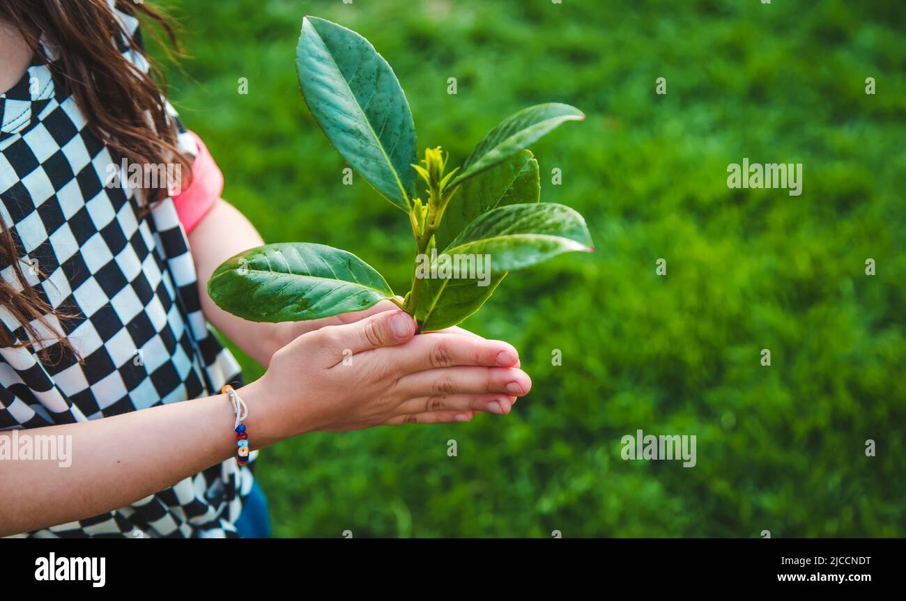 Children take care of nature tree in their hands. Selective focus. Kid ...