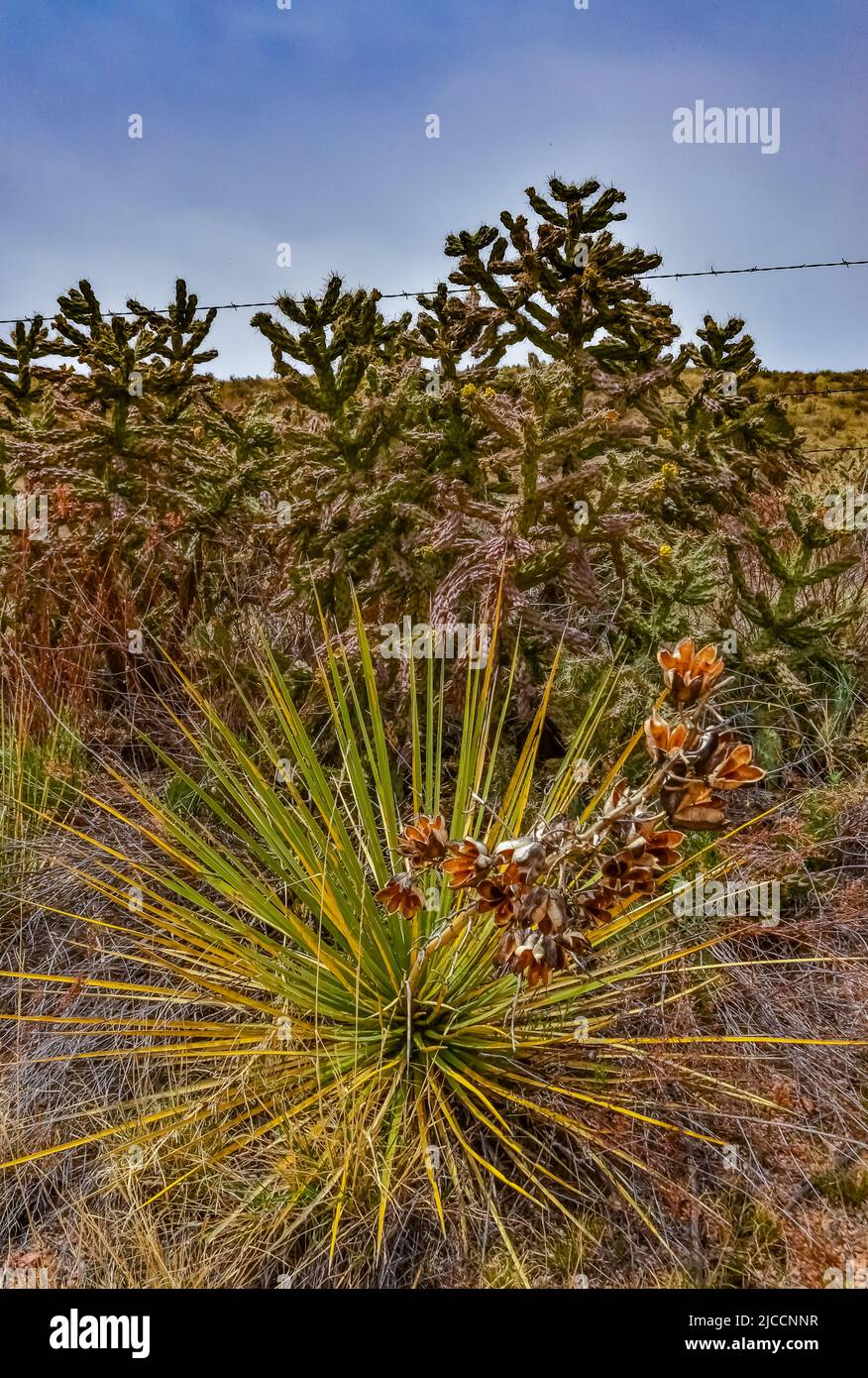 Desert succulents, cacti, prickly pear (Cylindropuntia and Opuntia sp ...