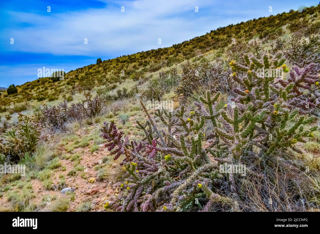 Desert succulents, cacti, prickly pear (Cylindropuntia and Opuntia sp ...
