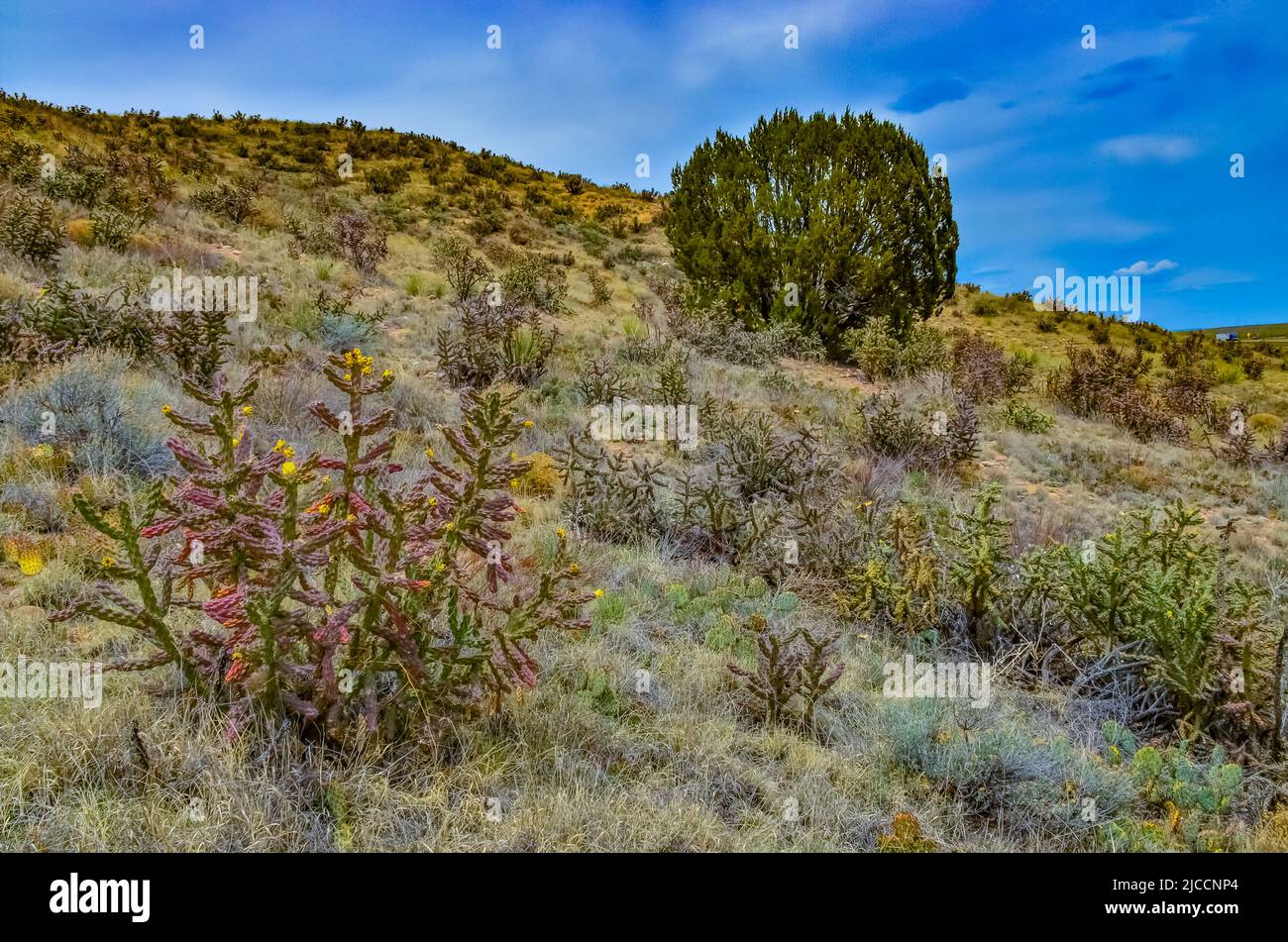 Desert succulents, cacti, prickly pear (Cylindropuntia and Opuntia sp ...