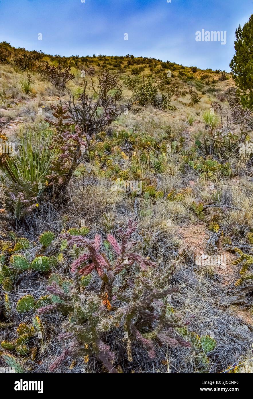 Desert succulents, cacti, prickly pear (Cylindropuntia and Opuntia sp ...