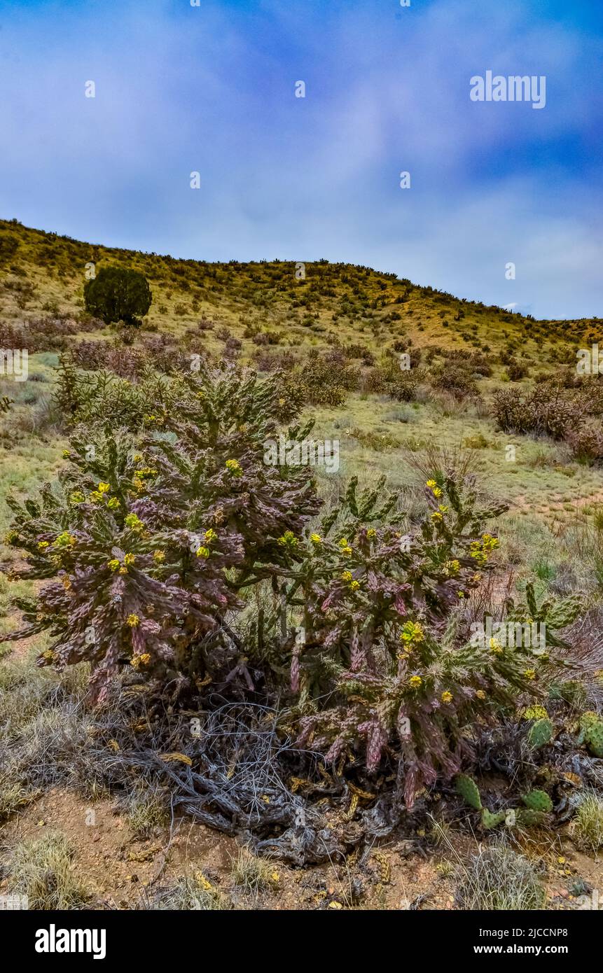 Desert succulents, cacti, prickly pear (Cylindropuntia and Opuntia sp ...