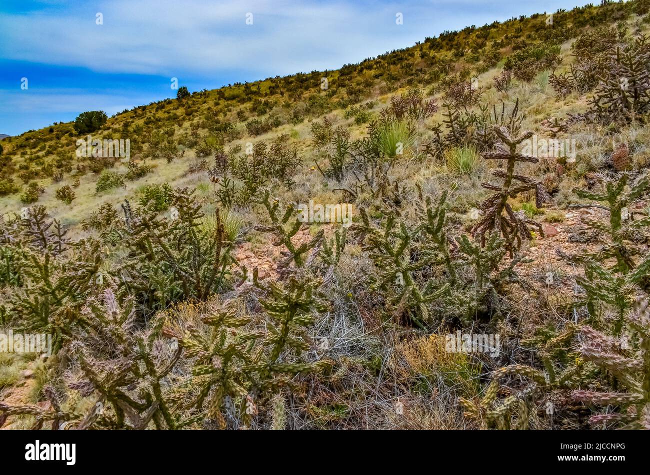 Desert succulents, cacti, prickly pear (Cylindropuntia and Opuntia sp ...