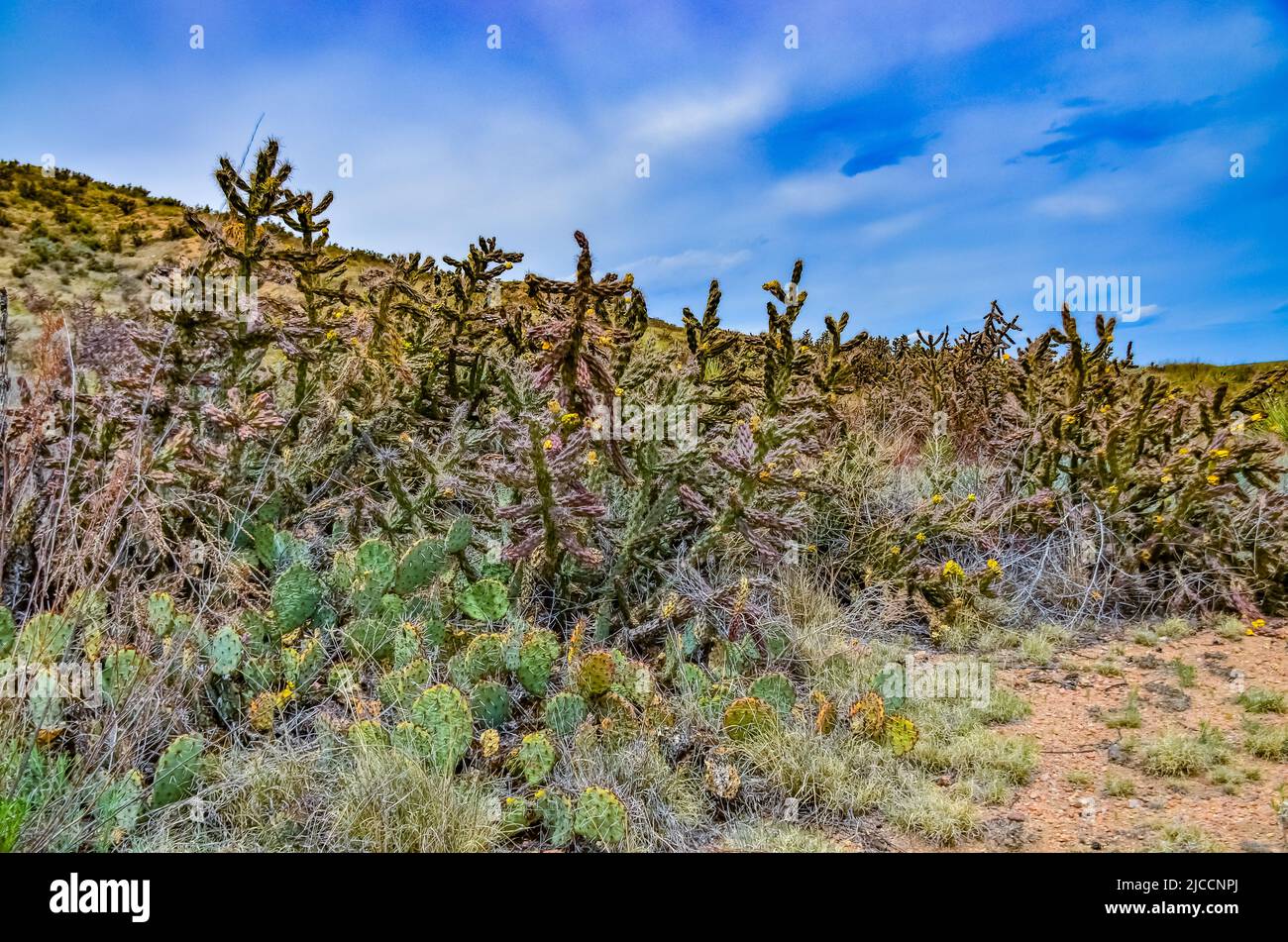 Desert succulents, cacti, prickly pear (Cylindropuntia and Opuntia sp ...