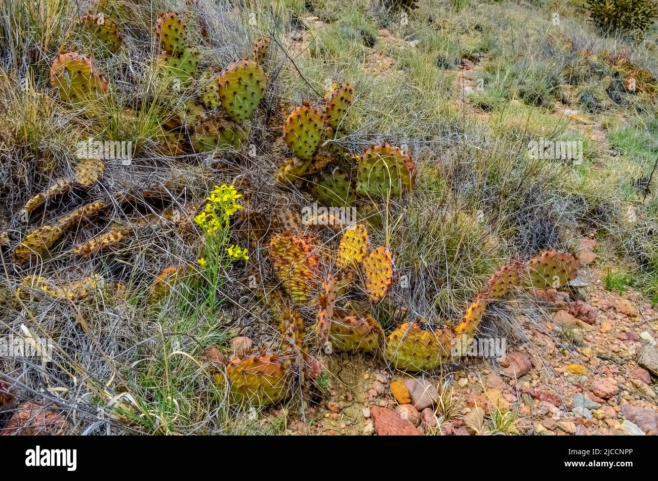 Desert succulents, cacti, prickly pear (Cylindropuntia and Opuntia sp ...