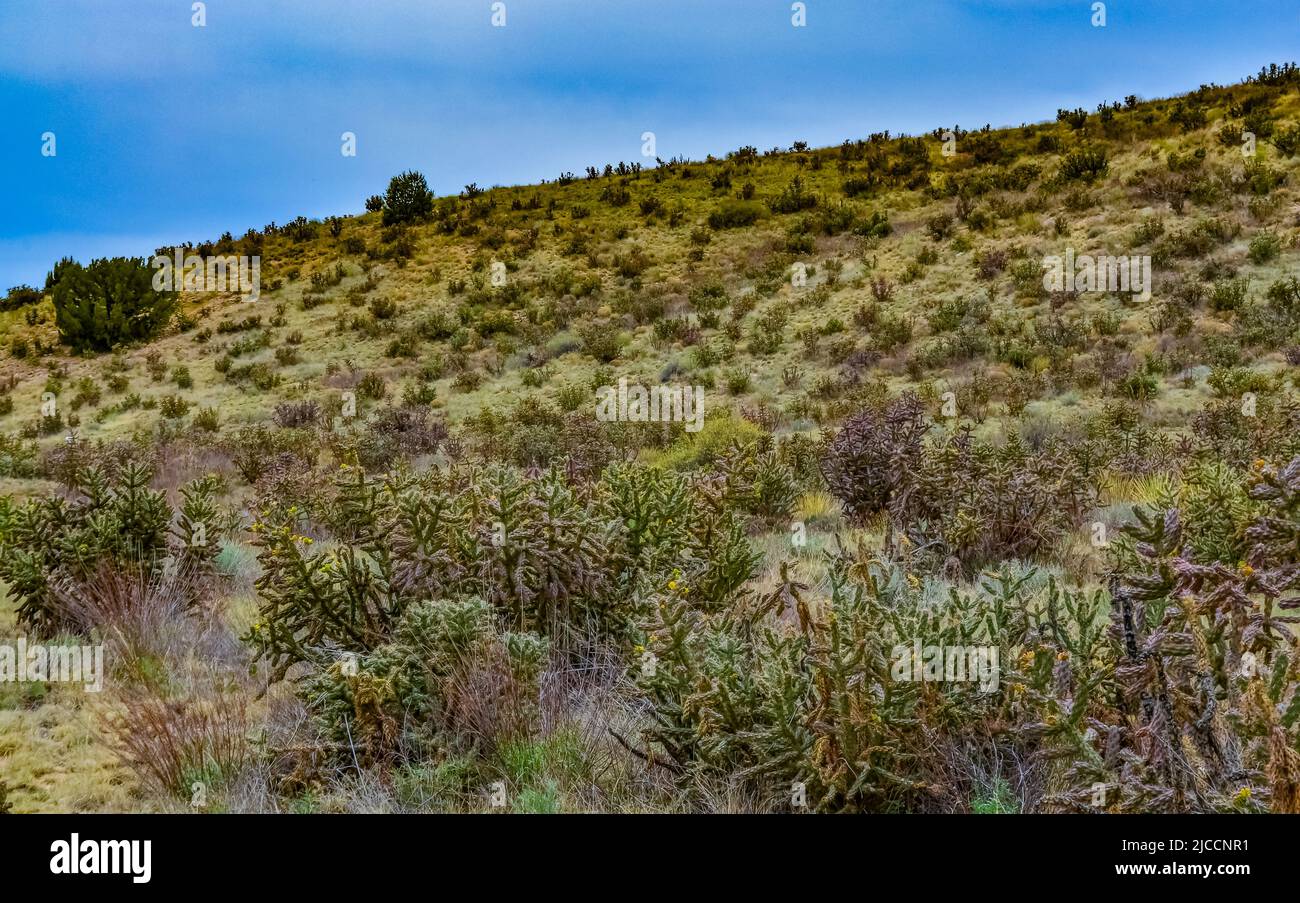 Desert succulents, cacti, prickly pear (Cylindropuntia and Opuntia sp ...