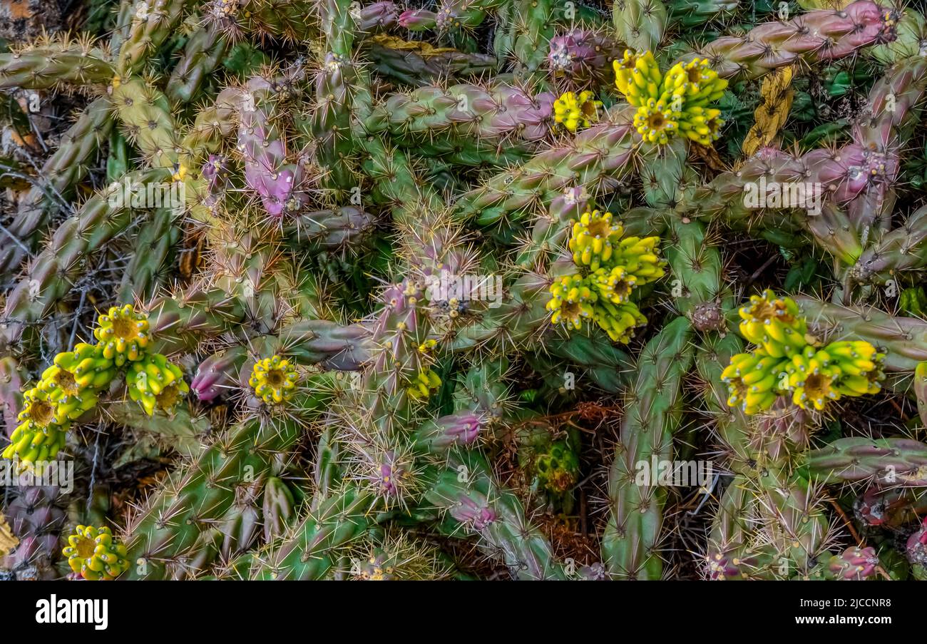 Desert succulents, cacti, prickly pear (Cylindropuntia and Opuntia sp ...