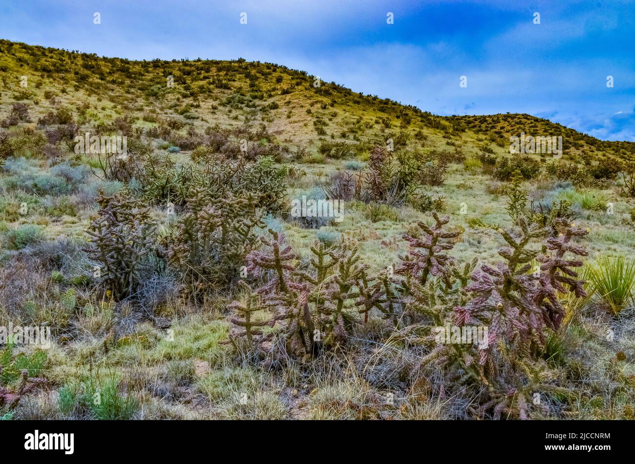 Desert succulents, cacti, prickly pear (Cylindropuntia and Opuntia sp ...