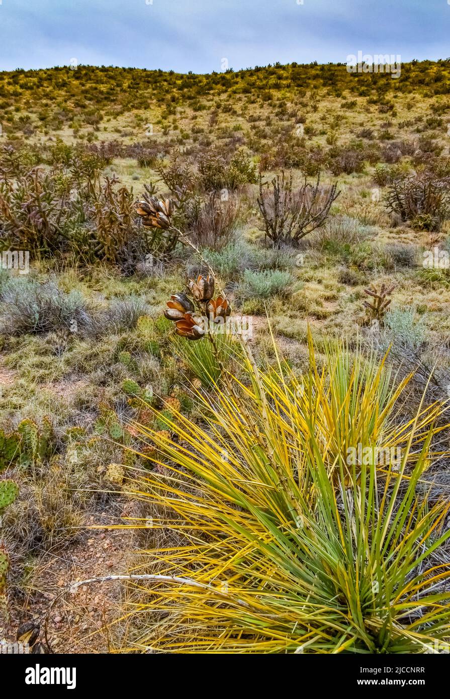 Desert succulents, cacti, prickly pear (Cylindropuntia and Opuntia sp ...