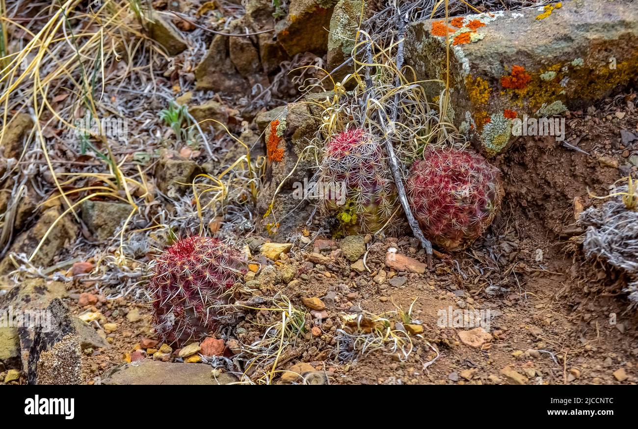 Desert succulents cacti, (Echinocereus sp.) cactus on a hillside in ...
