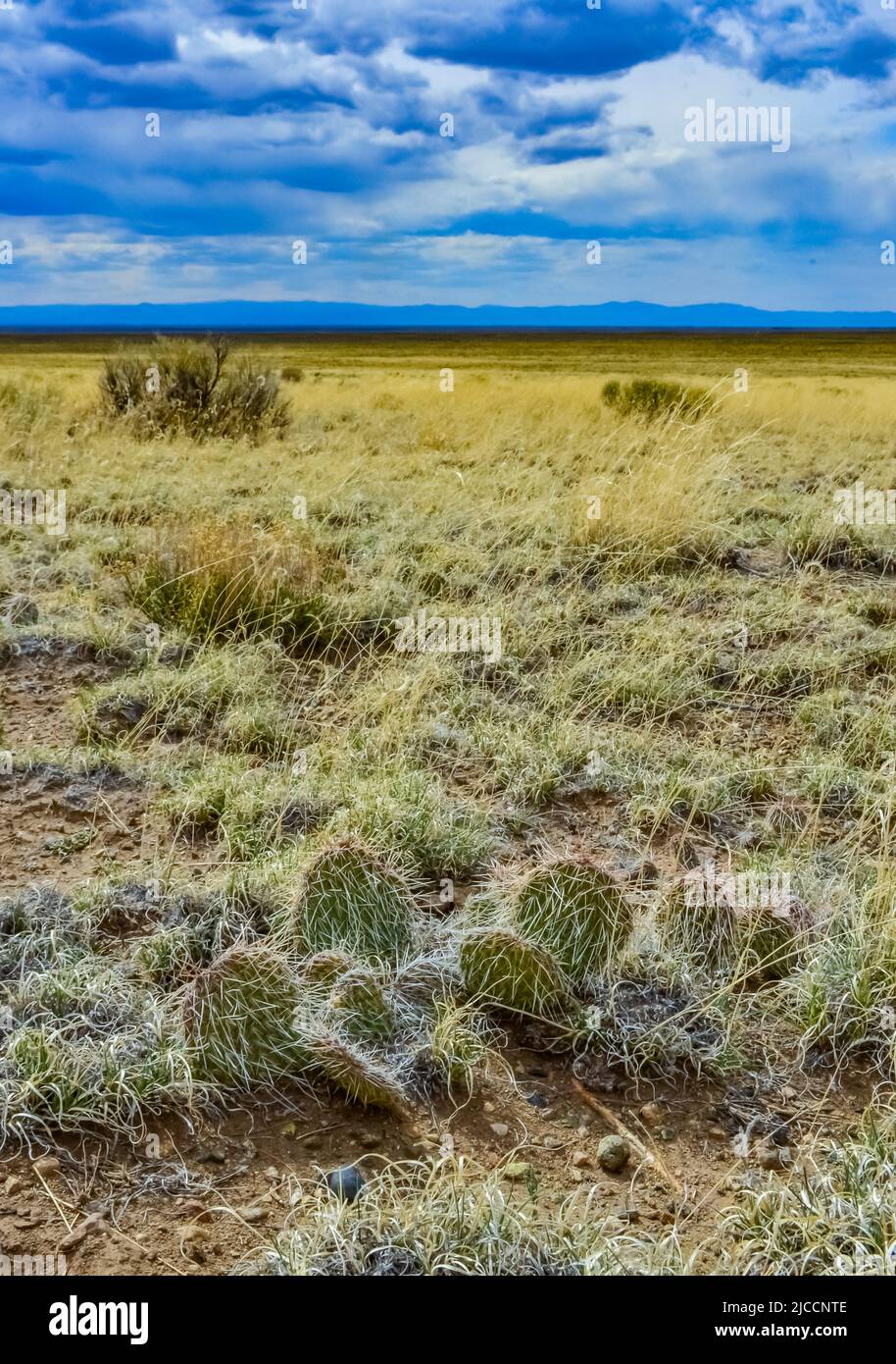 Cactus, Plains prickly pear Opuntia polyacantha, nature USA. Great Sand ...