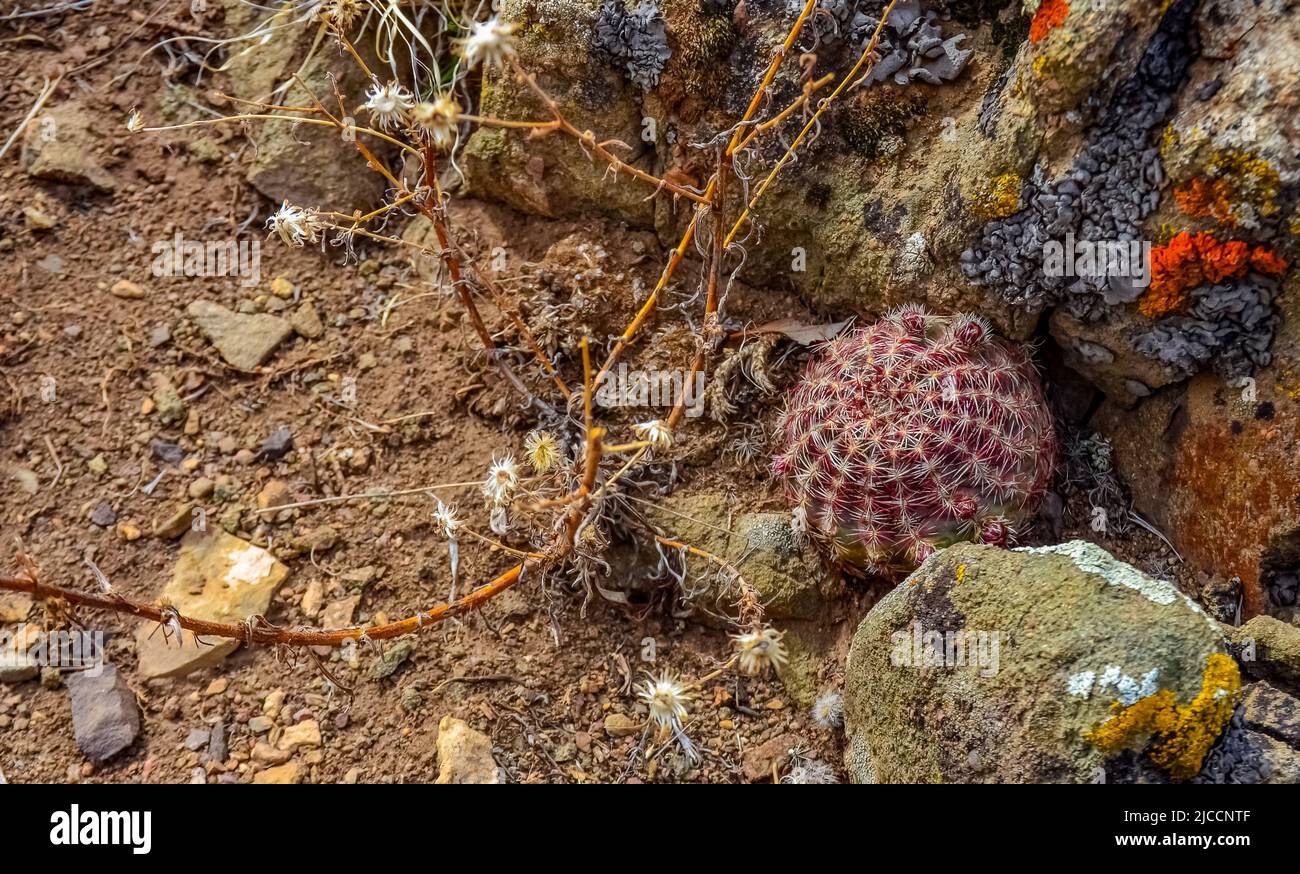 Desert succulents cacti, (Echinocereus sp.) cactus on a hillside in ...