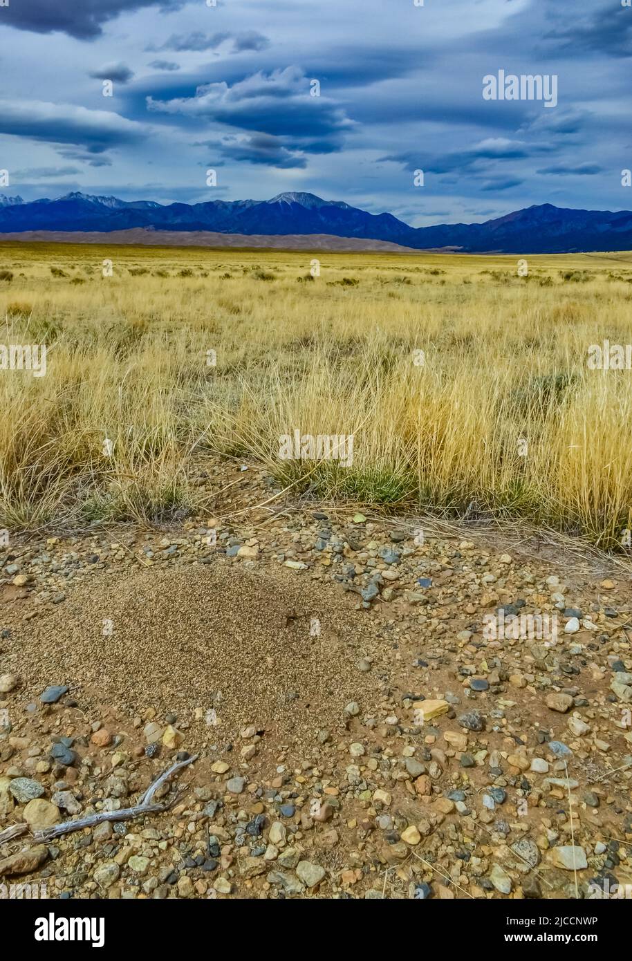 Anthill, Desert plants, Great Sand Dunes National Park with mountains ...