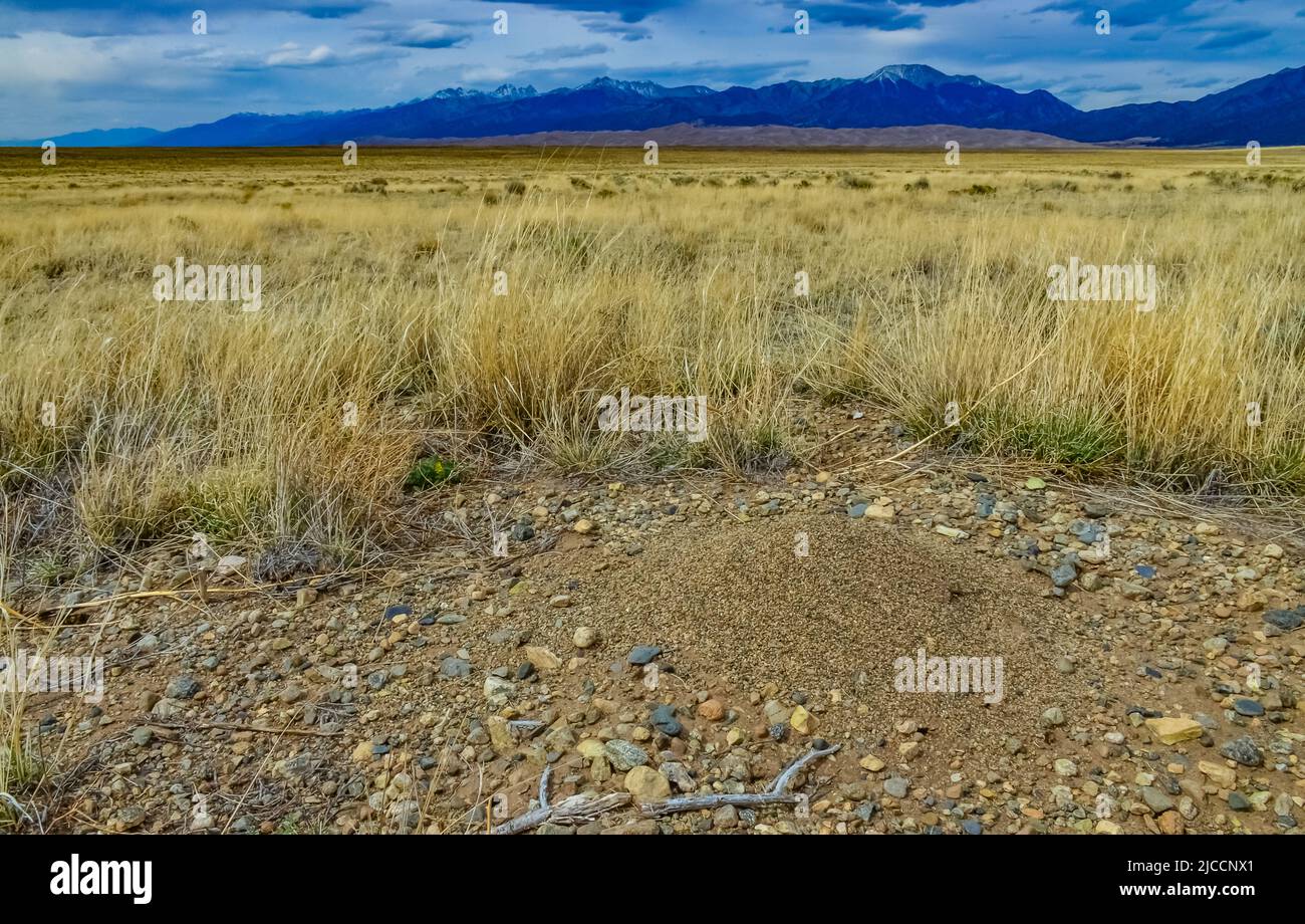 Anthill, Desert plants, Great Sand Dunes National Park with mountains ...