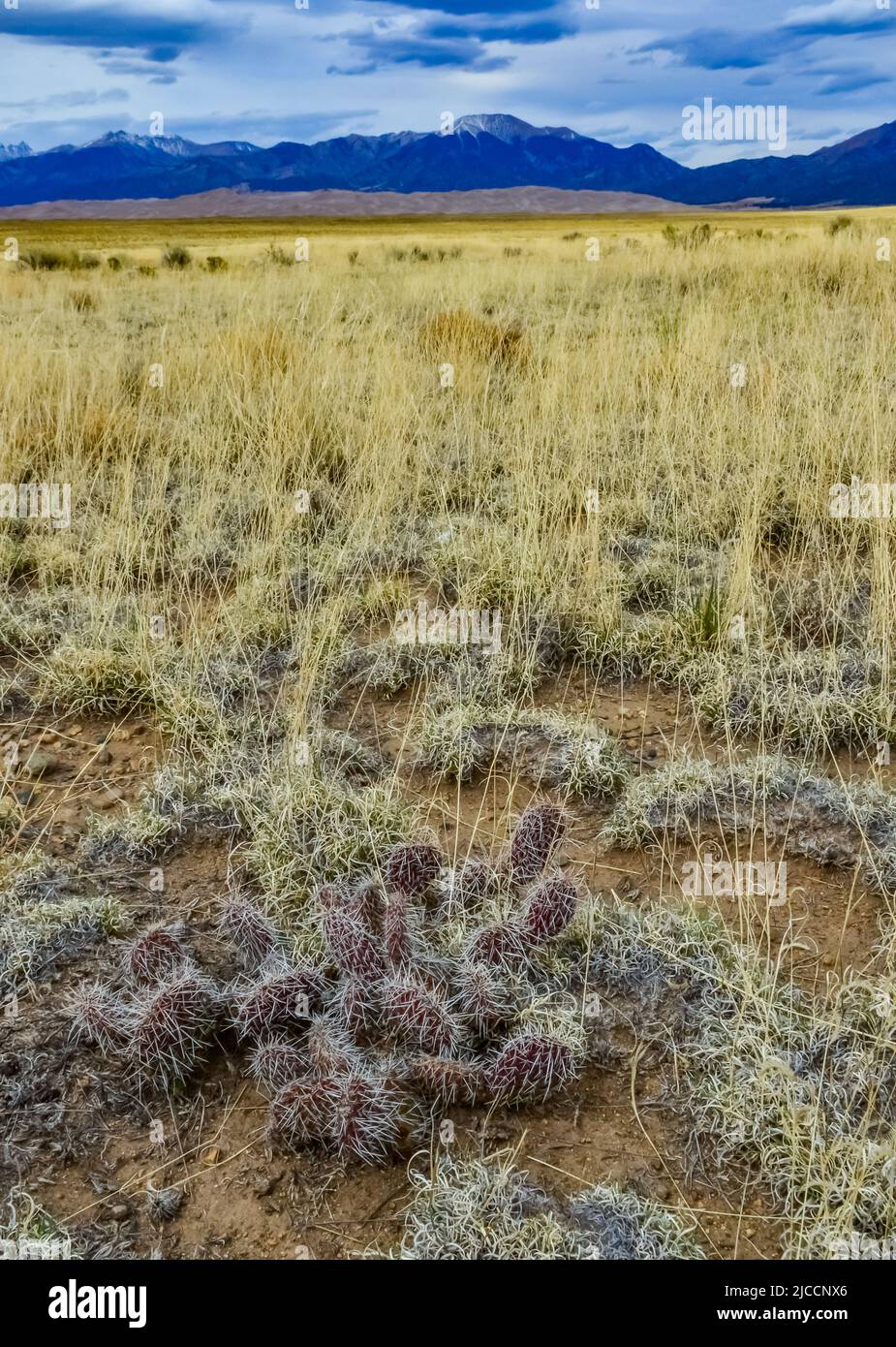 Desert plants, Great Sand Dunes National Park with mountains in the ...