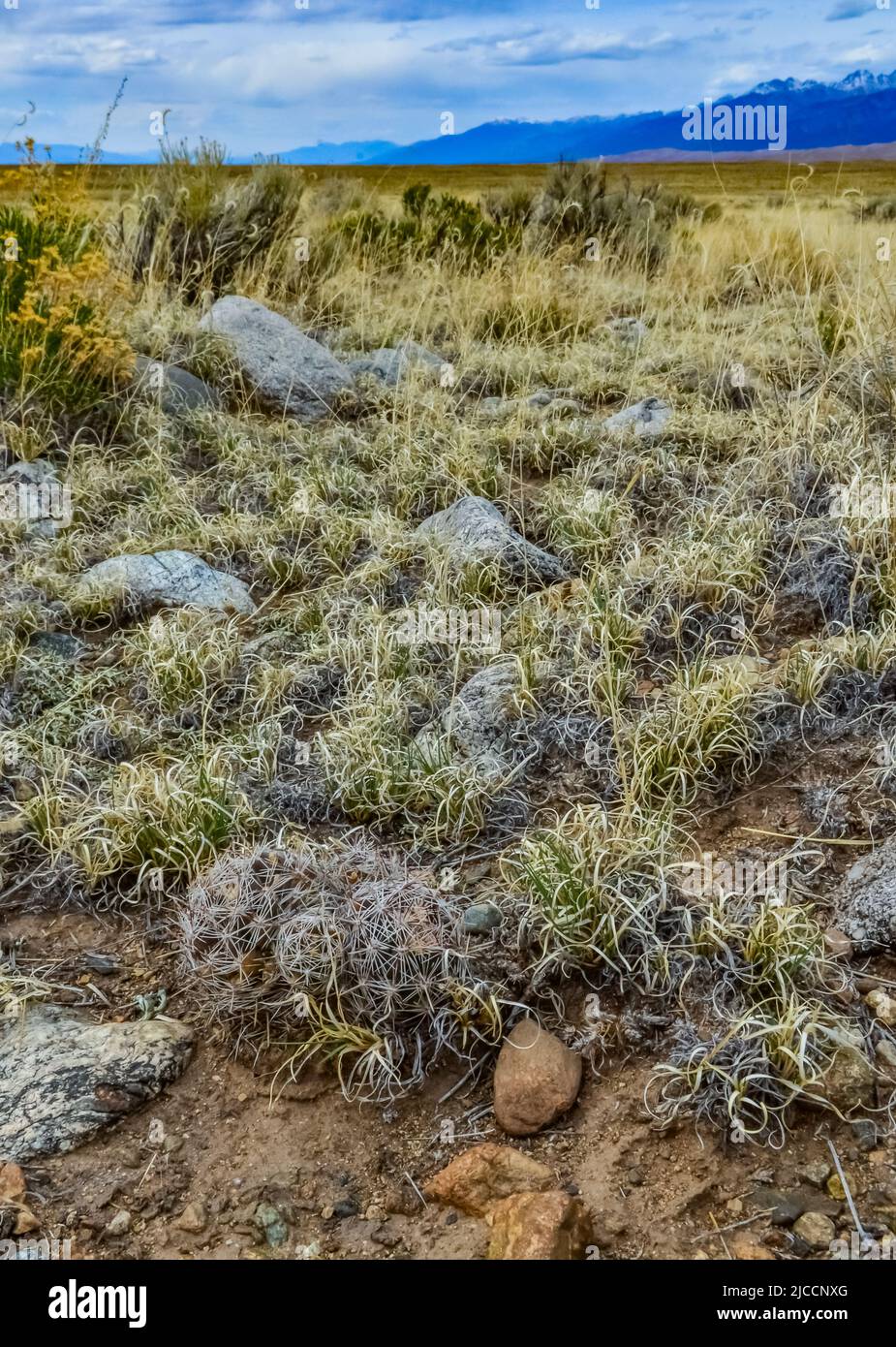 Desert cacti, Succulent plants Escobaria sp., Great Sand Dunes National ...