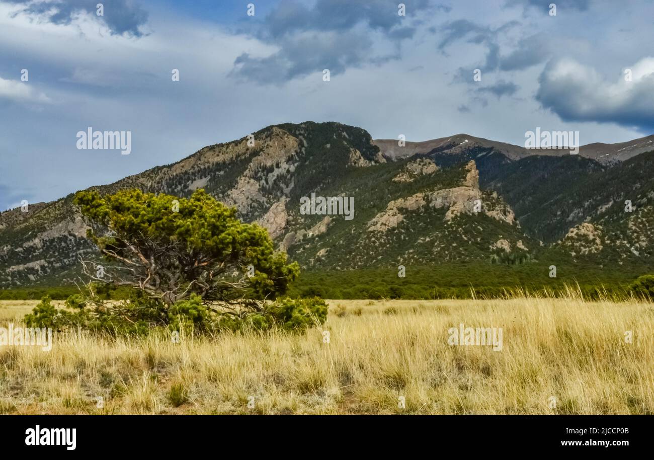 Desert plants, Great Sand Dunes National Park with mountains in the ...
