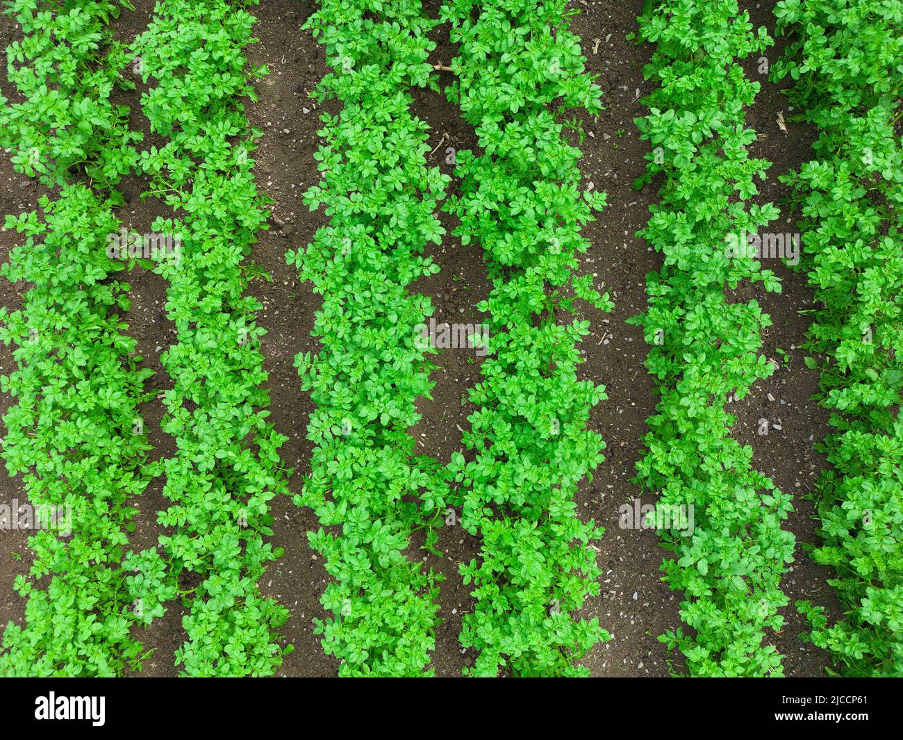 potato plants in the field. aerial view from drone Stock Photo - Alamy