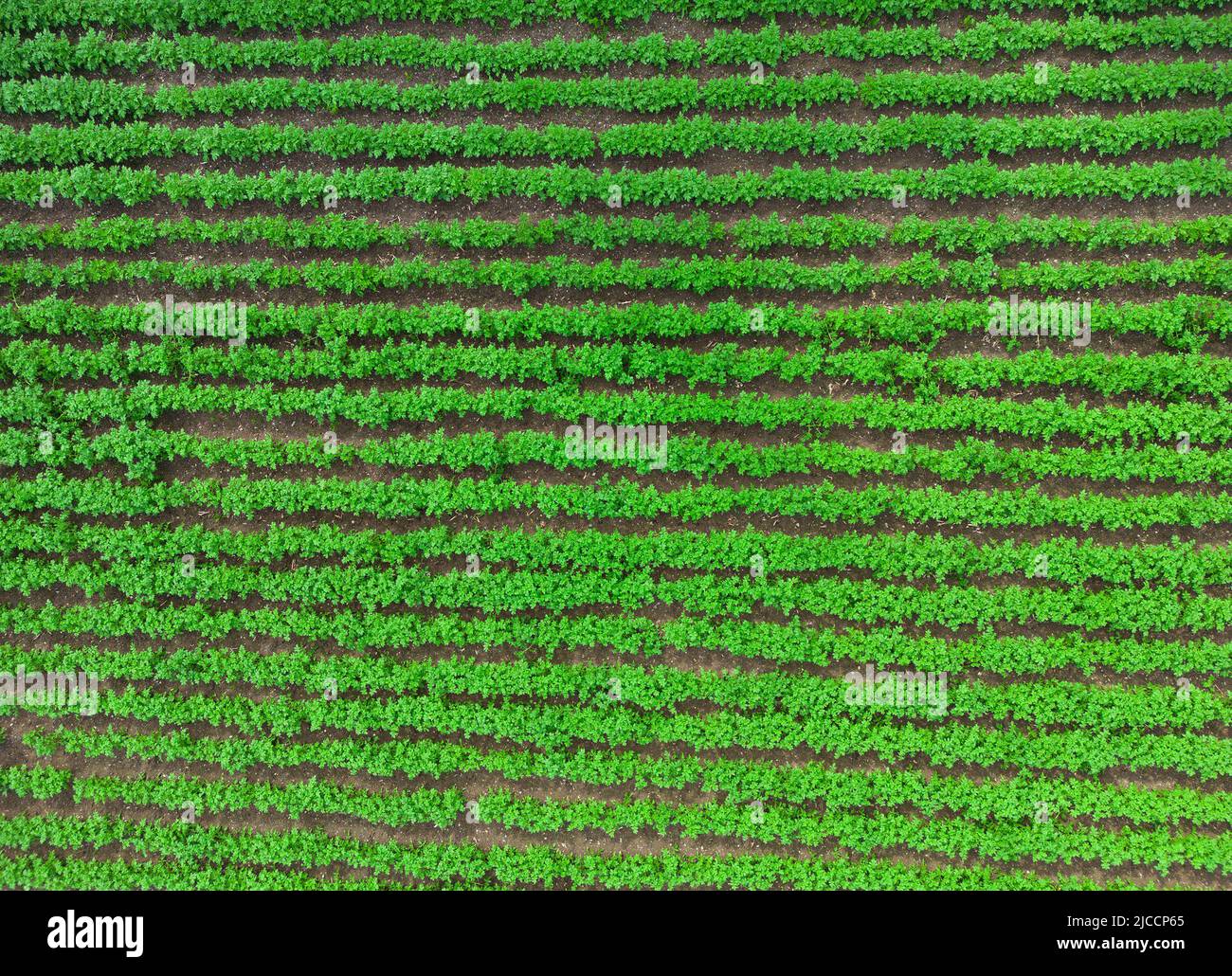 potato plants in the field. aerial view from drone Stock Photo - Alamy