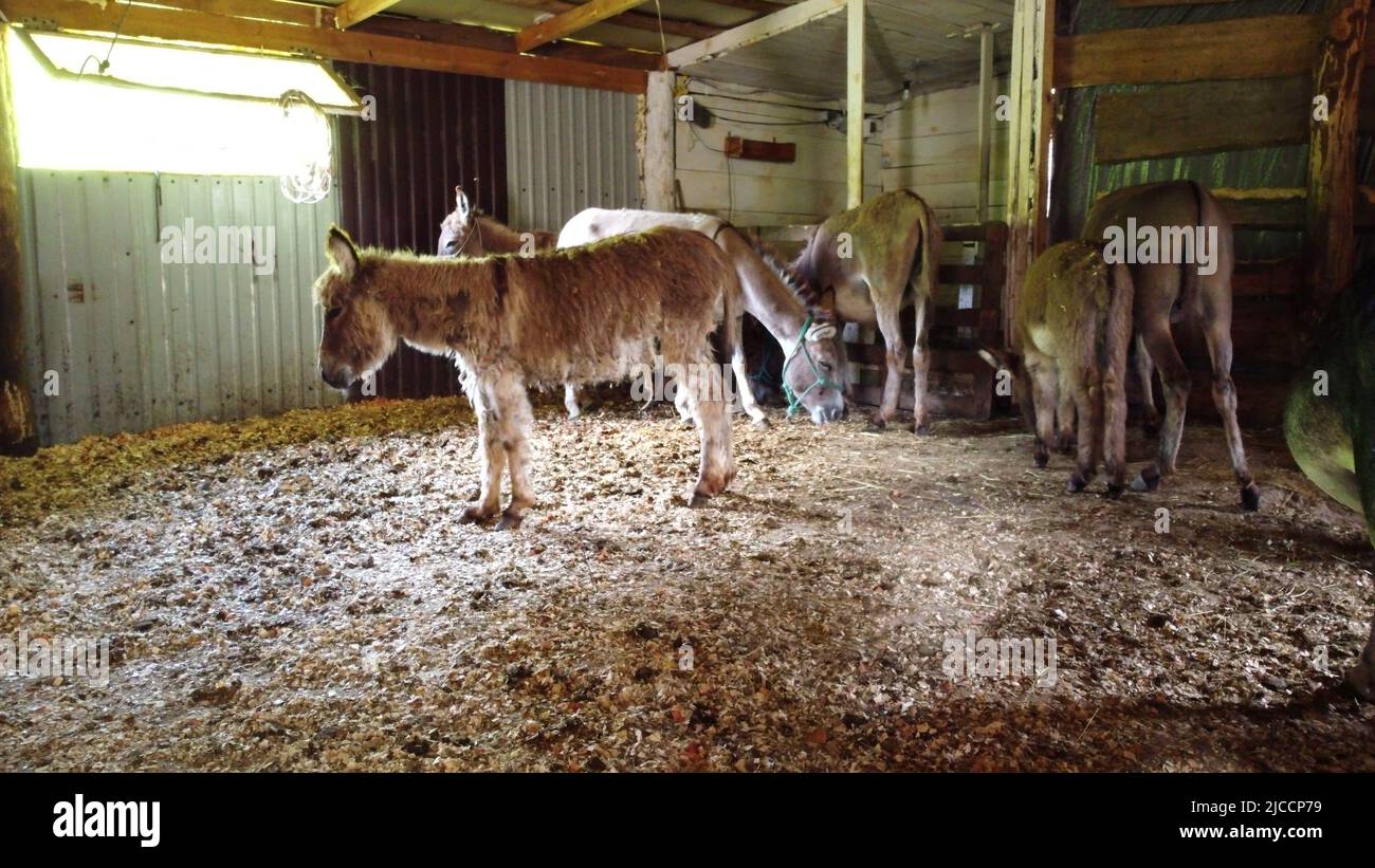 Herd of donkeys stand inside paddock. Many donkeys at donkey farm ...