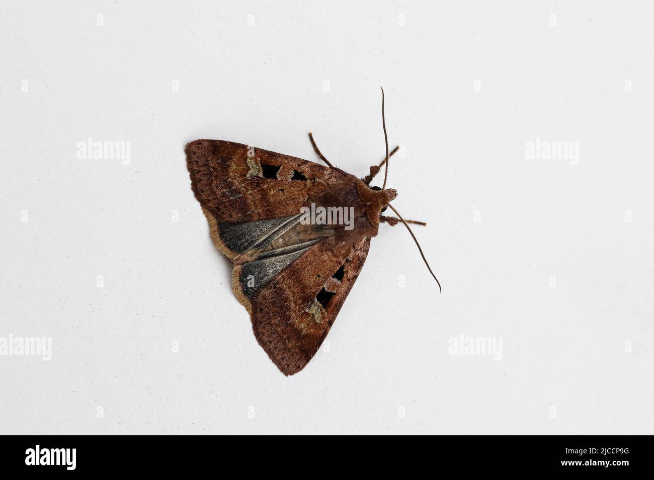 Moths attracted to light hi-res stock photography and images - Alamy