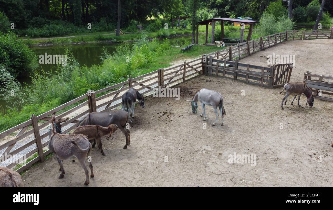 Donkey farm. Aerial drone view flight over many donkeys in corral on ...