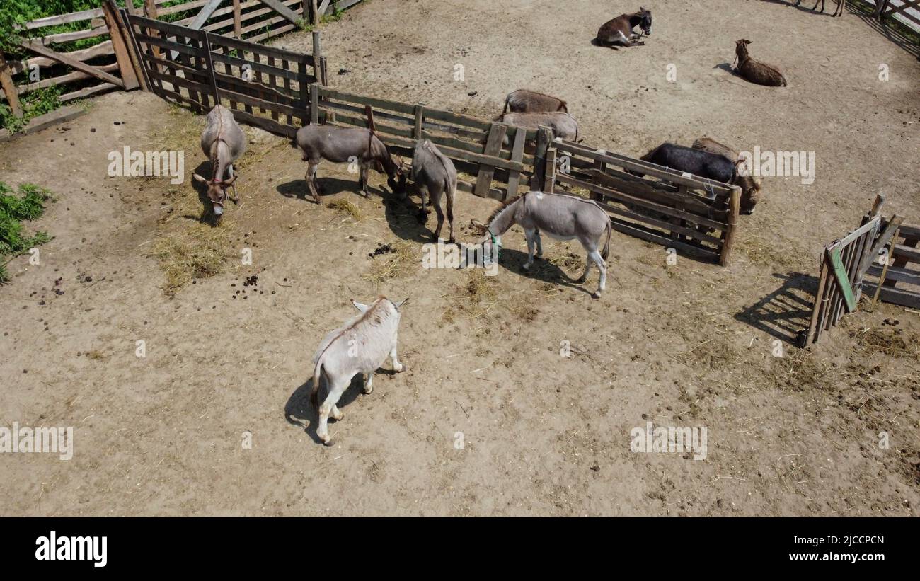Donkey farm. Aerial drone view flight over many donkeys in corral on ...