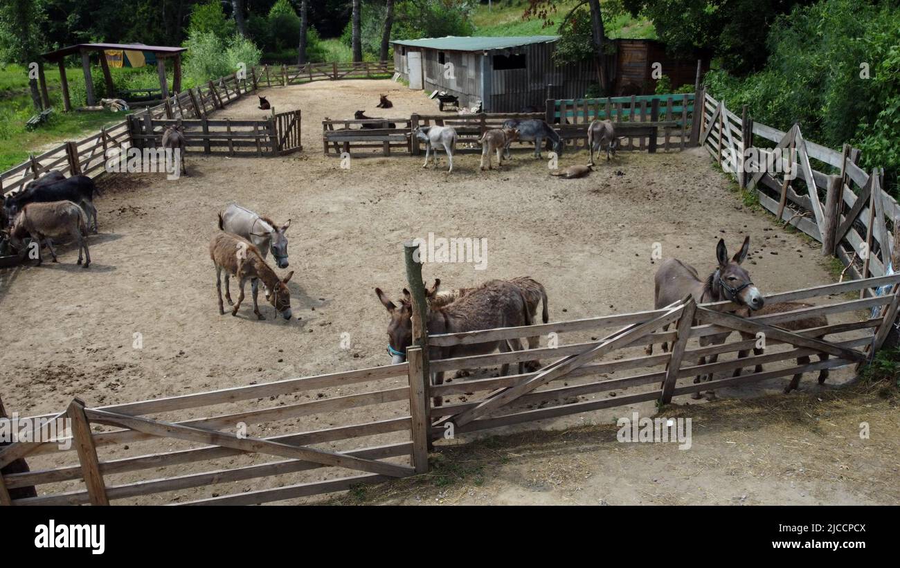 Donkey farm. Aerial drone view flight over many donkeys in corral on ...