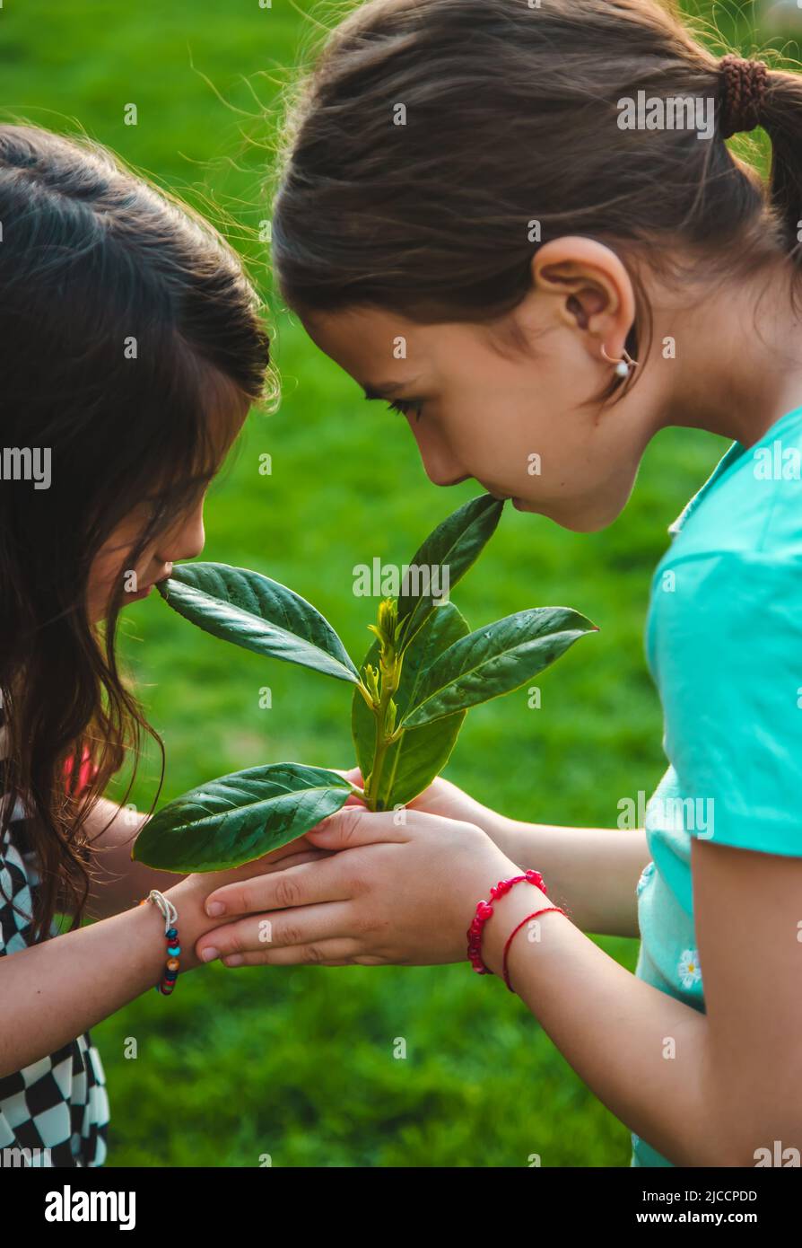 Children take care of nature tree in their hands. Selective focus. Kid ...