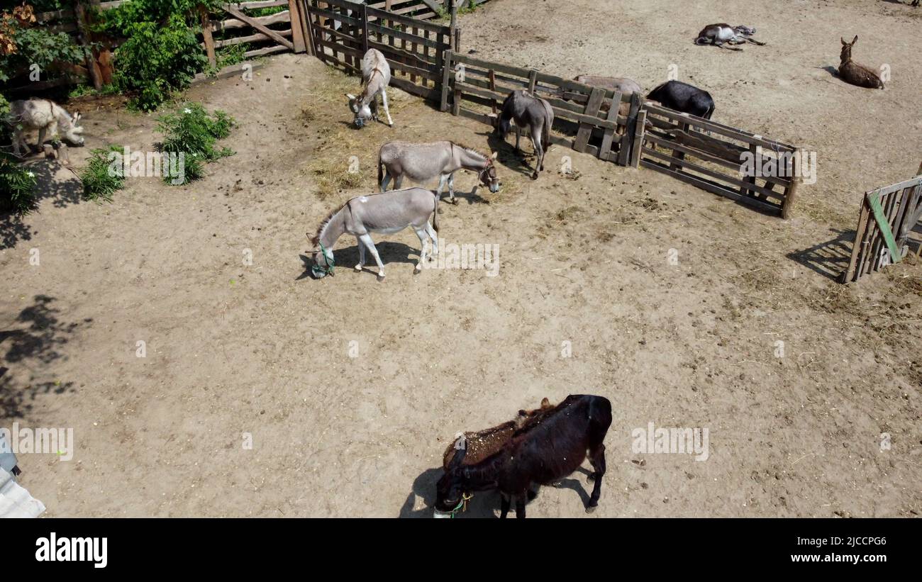 Donkey farm. Aerial drone view flight over many donkeys in corral on ...