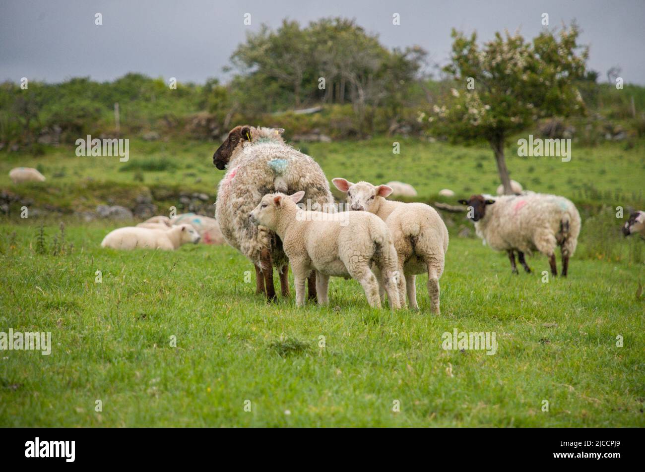 Irish sheep hi-res stock photography and images - Alamy