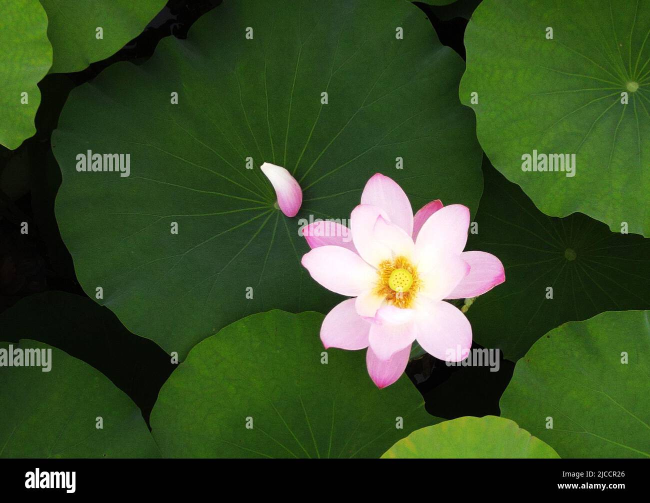 Lotus flower 2022 hi-res stock photography and images - Alamy