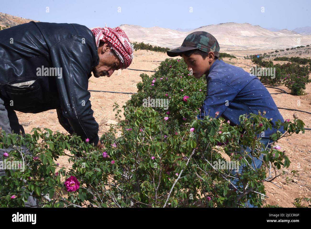 (220612) -- DAMASCUS, June 12, 2022 (Xinhua) -- Farmers pick Damascene ...