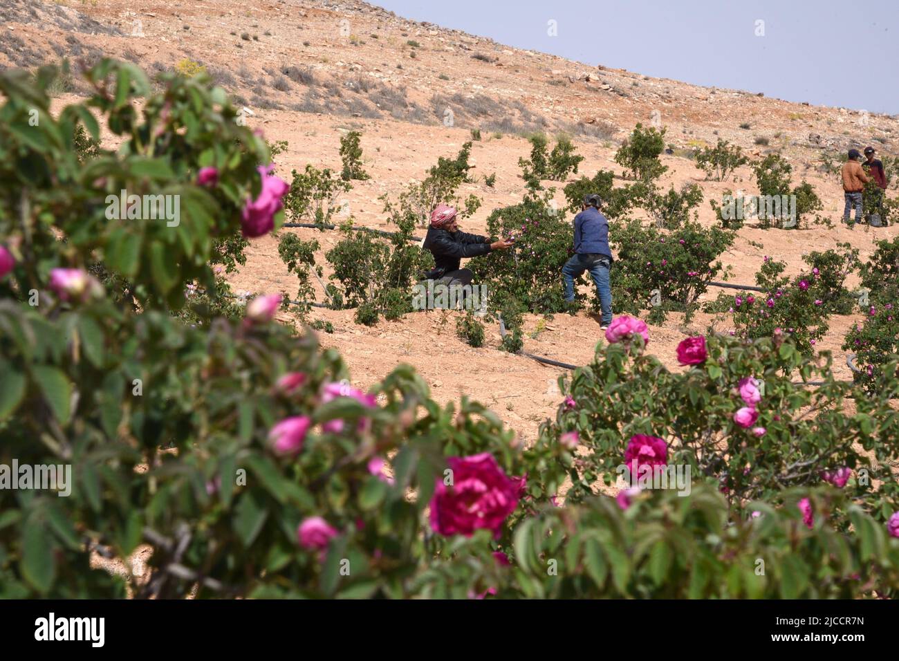 Damascus rose hi-res stock photography and images - Alamy