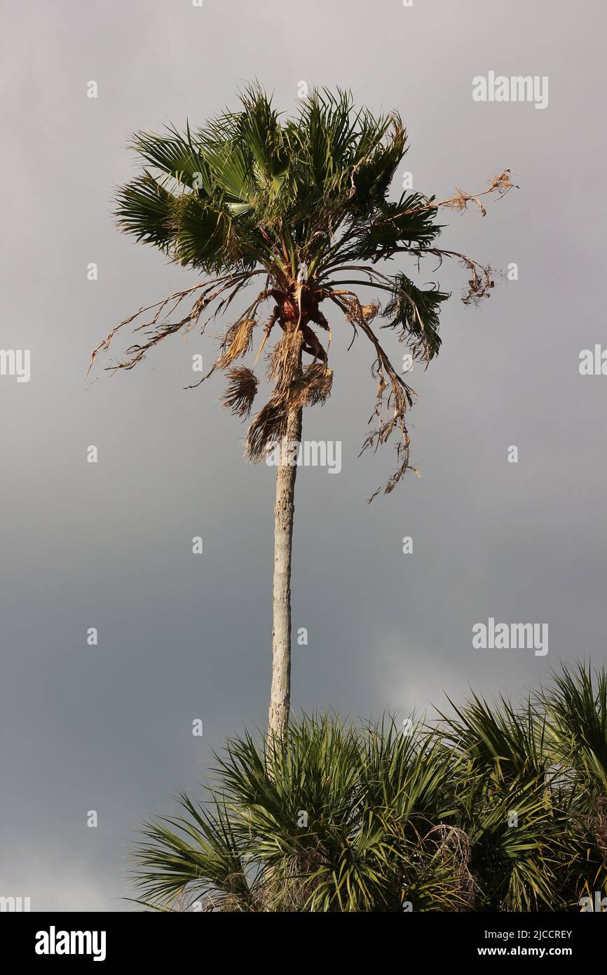 A beautiful lush green tropical palm tree growing against the moody sky ...