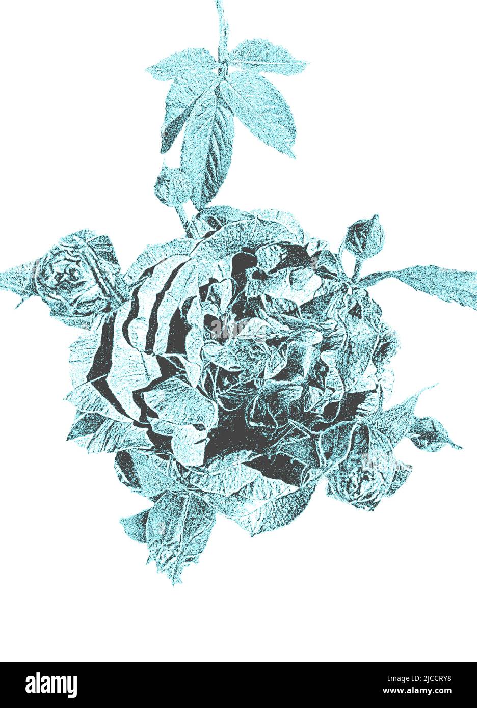 Hand draw rose flower in retro style. Distress vector illustration ...