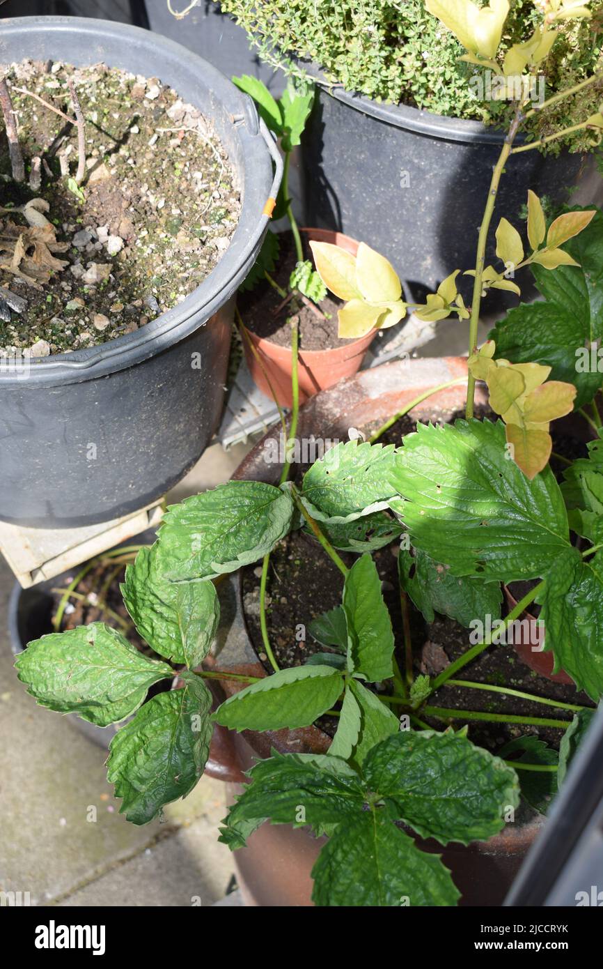 Senga strawberry hi-res stock photography and images - Alamy