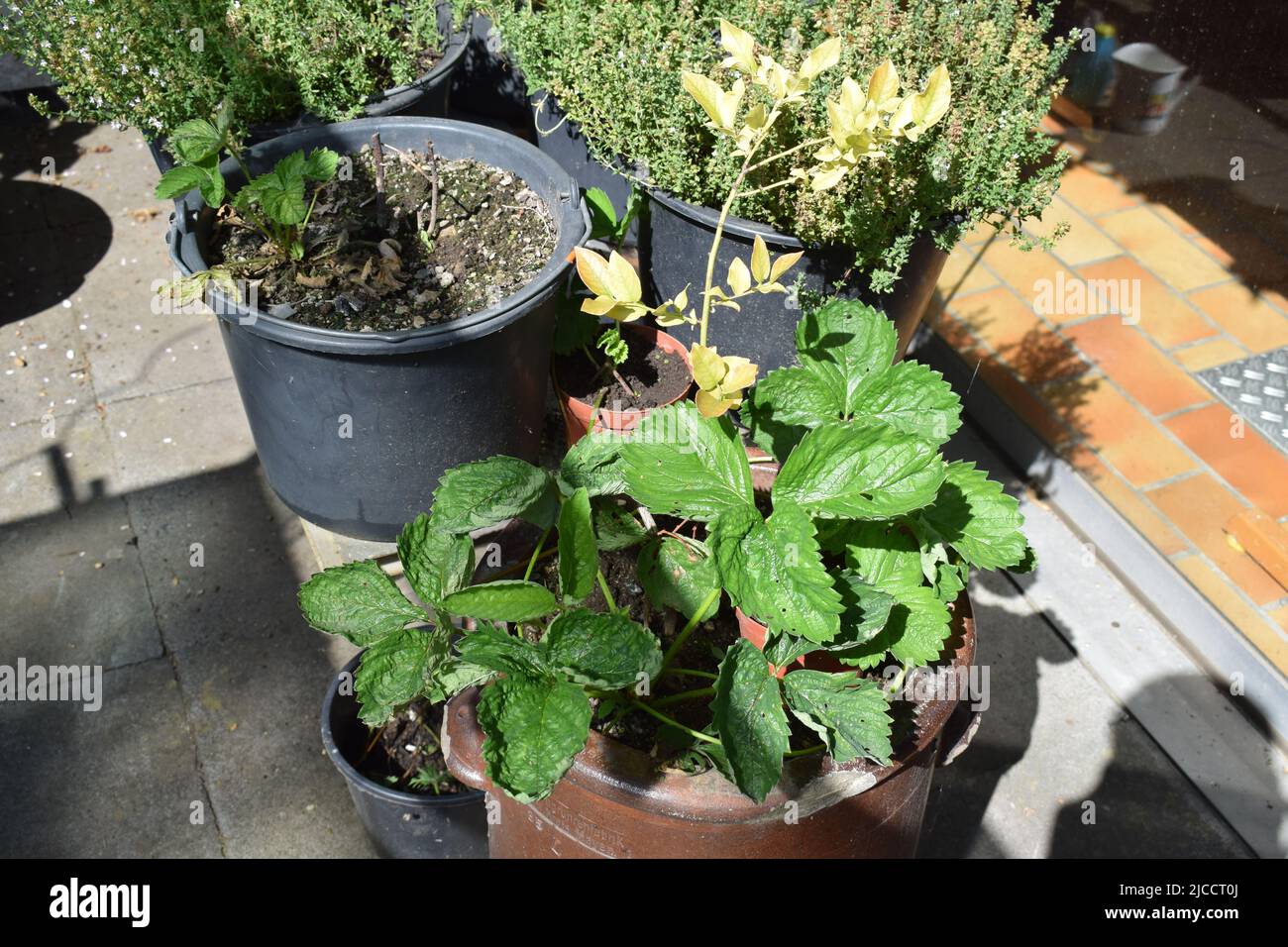 Senga strawberry hi-res stock photography and images - Alamy
