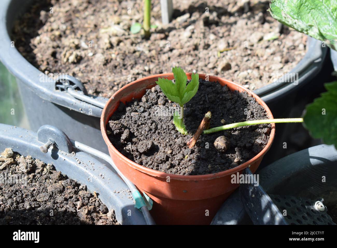 Senga strawberry hi-res stock photography and images - Alamy