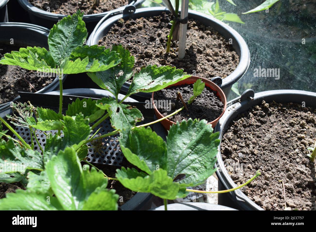 Senga strawberry hi-res stock photography and images - Alamy