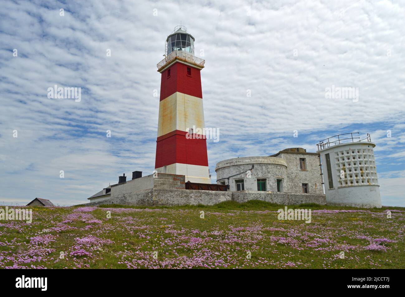 Bardsey Island lighthouse and flowering thrift Stock Photo - Alamy
