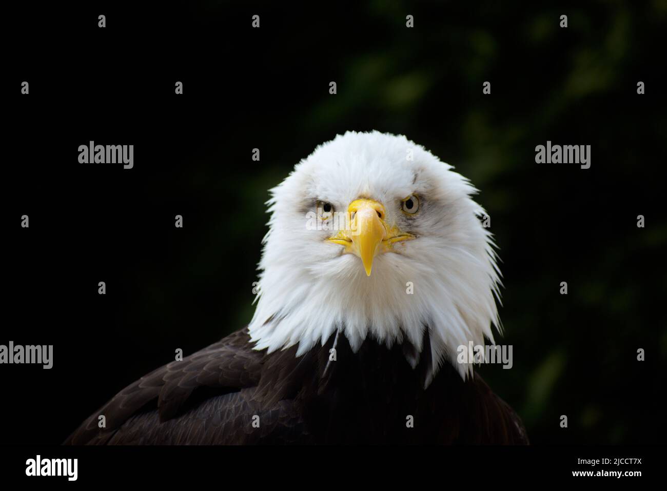 Bald eagle eyes hi-res stock photography and images - Alamy
