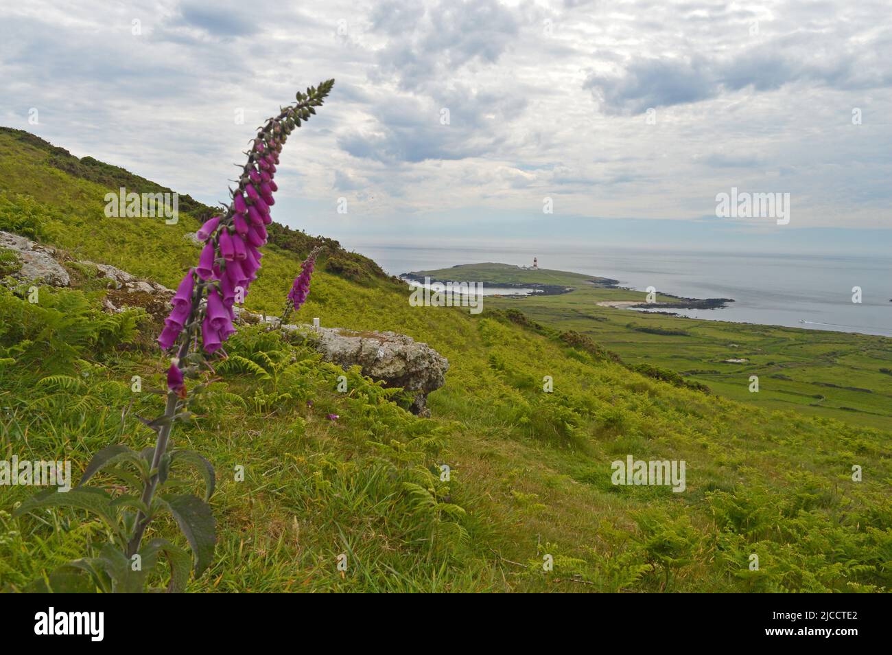 Bardsey Island lighthouse and foxgloves Stock Photo - Alamy
