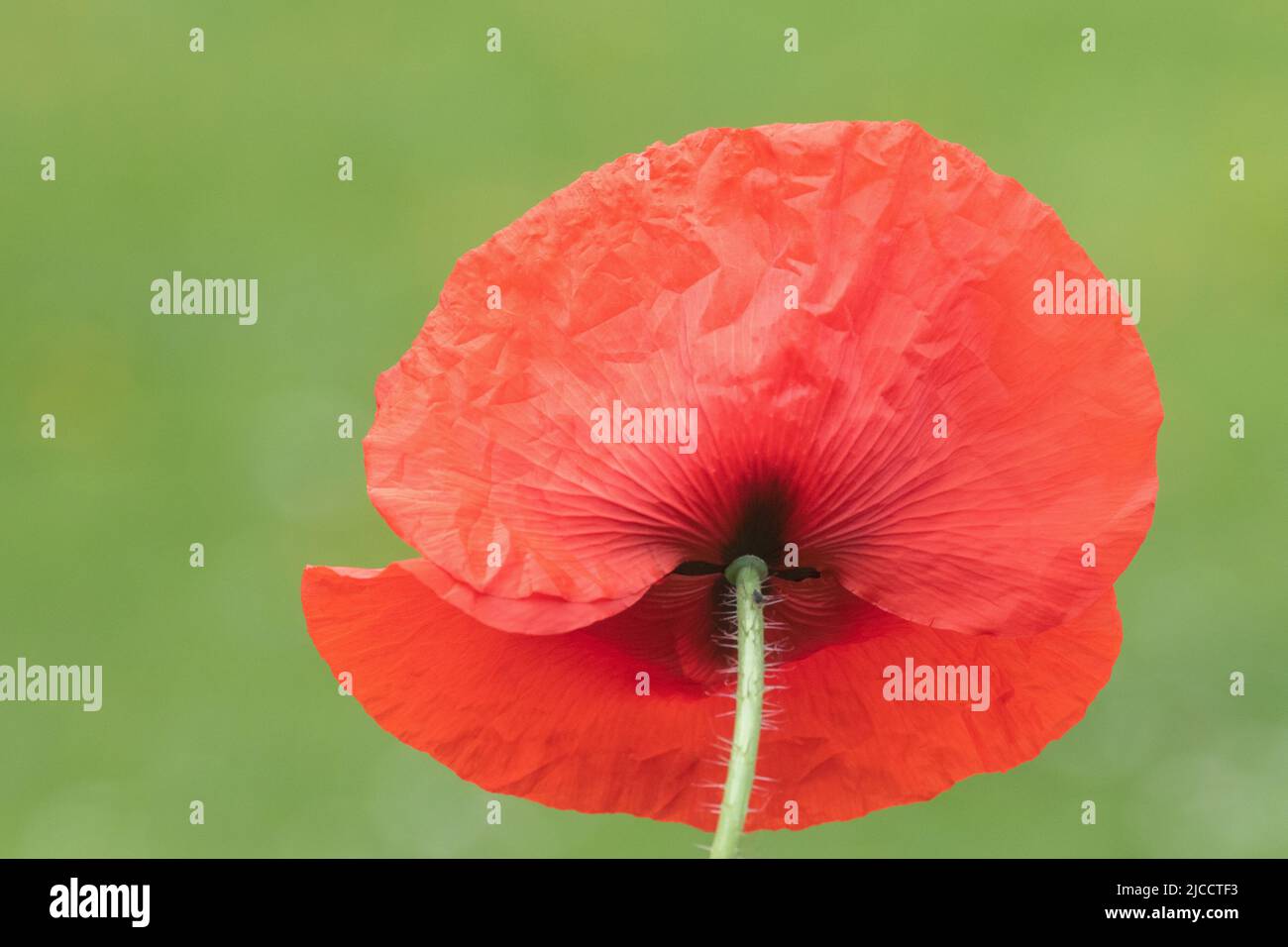 Red poppy in southampton old cemetery hi-res stock photography and ...