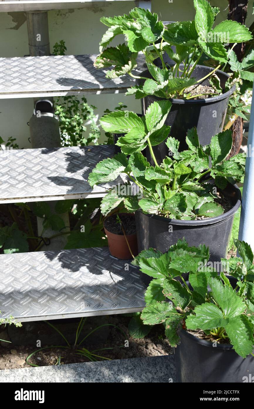 Senga strawberry hi-res stock photography and images - Alamy