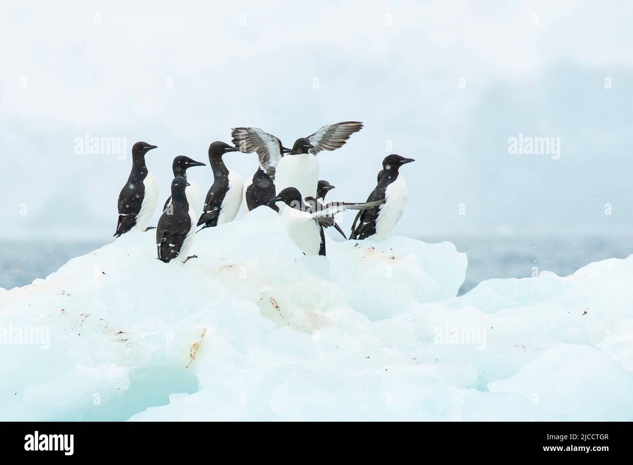 Thick-billed Murre (Uria lomvia) aka Brunnich Guillemot Stock Photo - Alamy