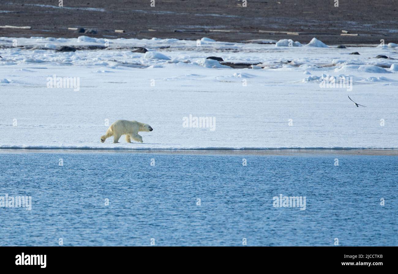 Polar Bear (Ursus maritimus) prowling along ice flow Stock Photo - Alamy