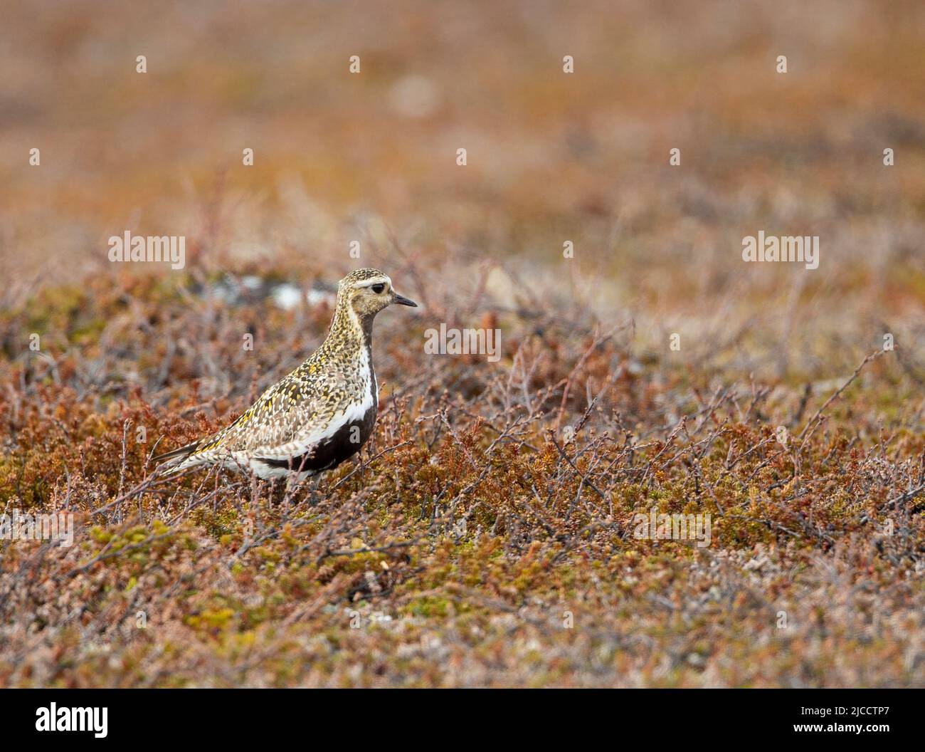 European Golden Plover ( Pluvialis apricaria Stock Photo - Alamy